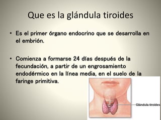 Desarrollo de la gandula tiroides en el embrion | PPTX