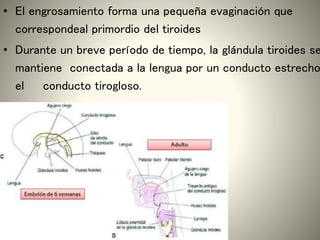 Desarrollo de la gandula tiroides en el embrion | PPTX