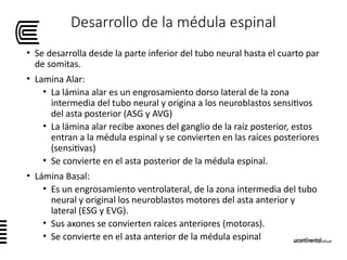 tema desarrollo de la medula espinal.pptx