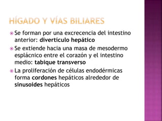 Desarrollo del aparato digestivo | PPTX