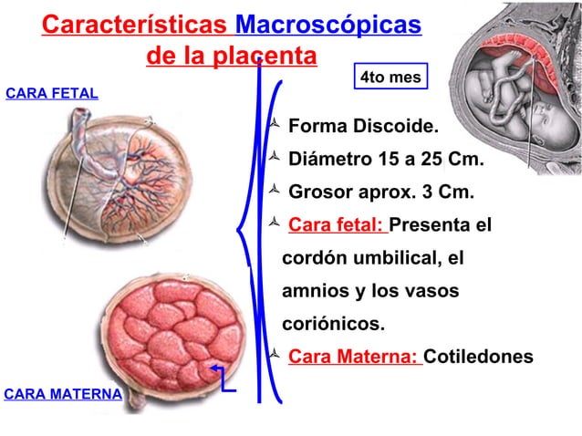 Desarrollo De La Placenta Ppt
