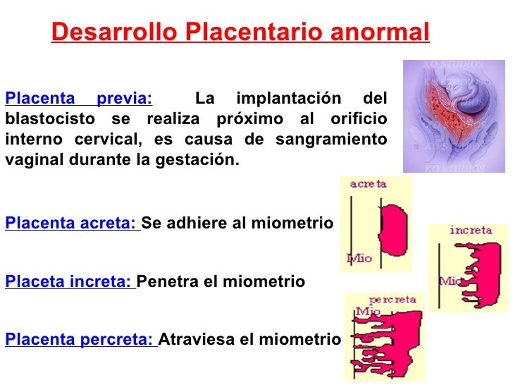 Desarrollo De La Placenta