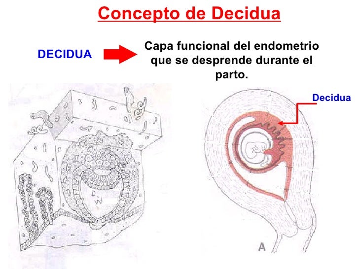 Endometrio y decidua. Consejo Preconcepcional Mind Map
