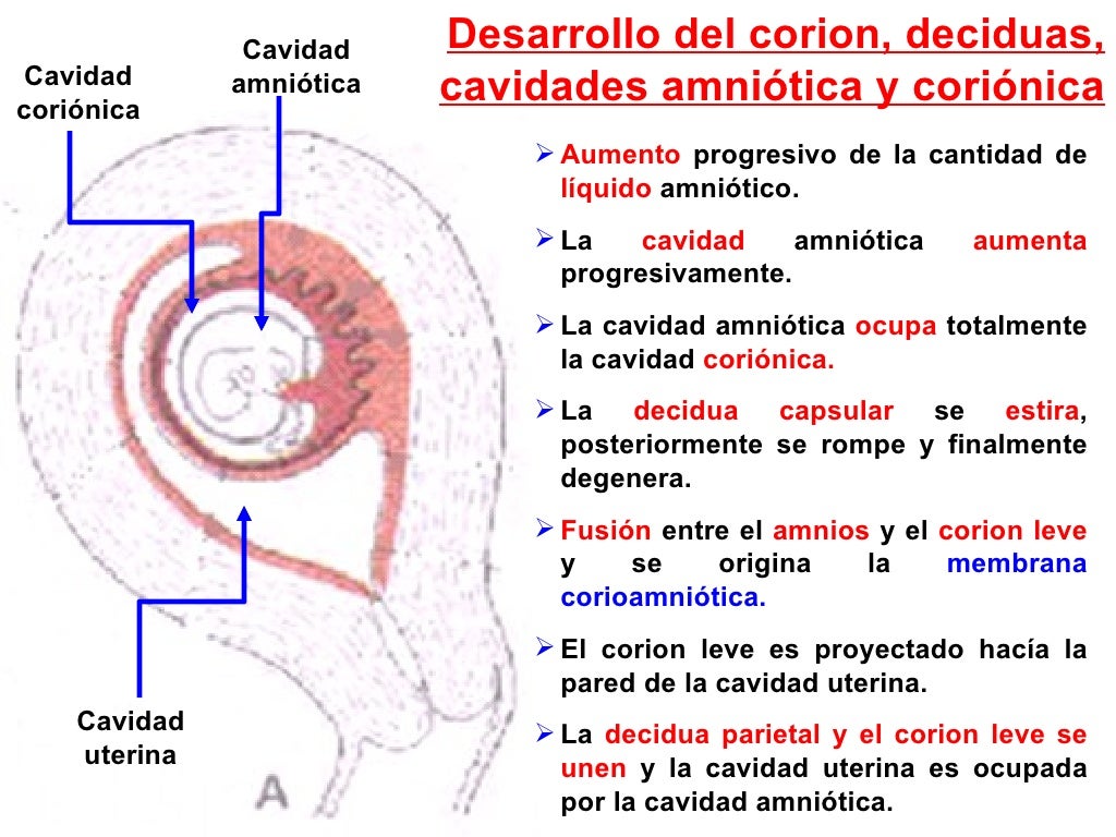 Desarrollo De La Placenta