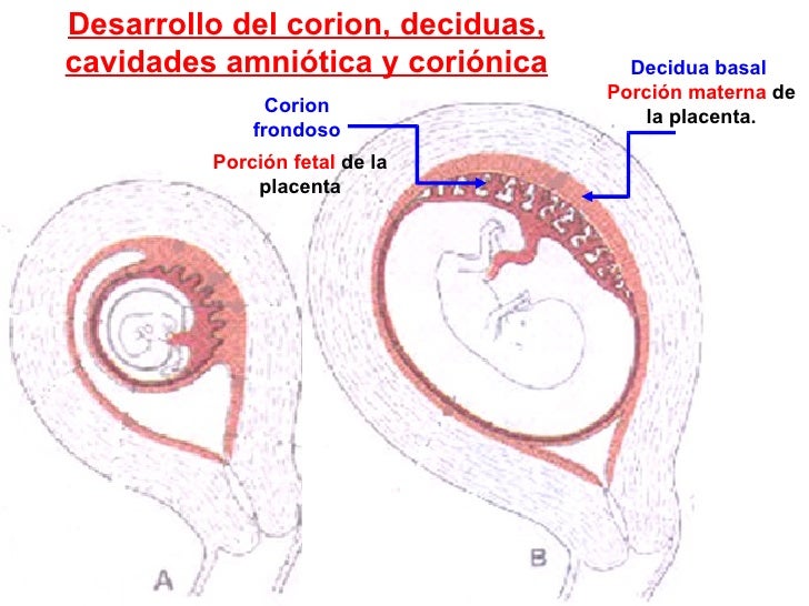 Desarrollo de la placenta