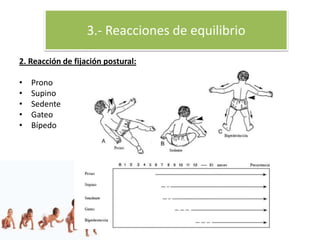Desarrollo del control postural | PPTX