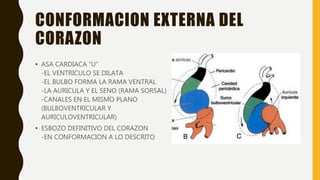 DESARROLLO DEL CORAZON 2.pptx