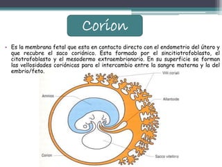 Desarrollo del corion, amnios y cordón umbilical | PPTX