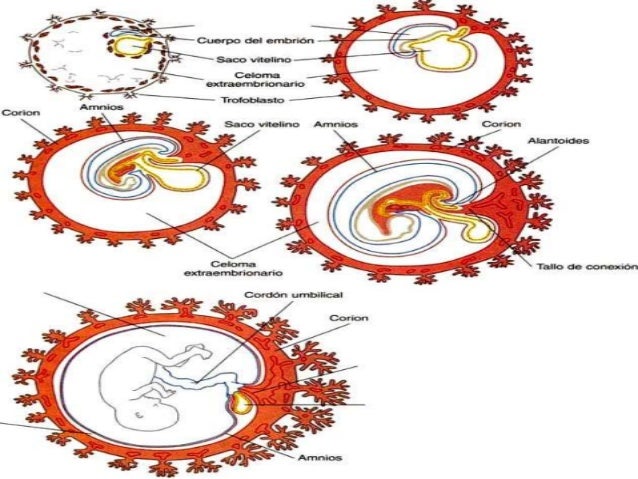 Desarrollo del corion, amnios y cordón umbilical