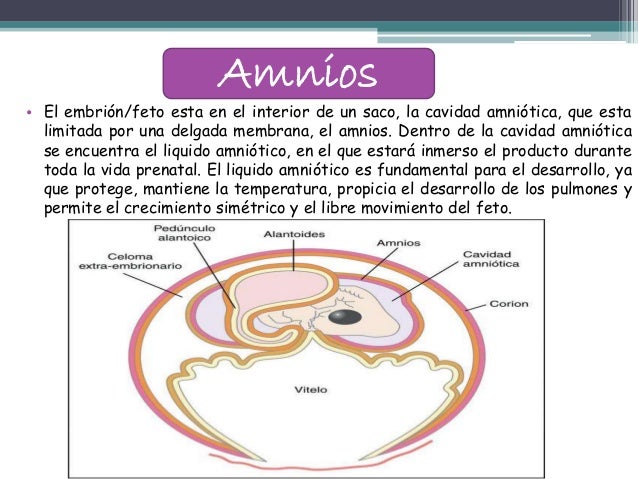 Desarrollo del corion, amnios y cordón umbilical