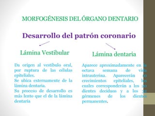 Desarrollo del diente | PPTX