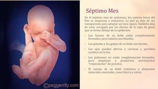 Desarrollo del embrión en el ser humano | PPTX