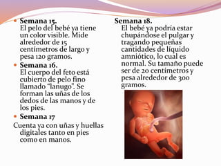 Desarrollo del embrion | PPTX
