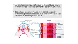 Desarrollo del esqueleto axial | PPTX