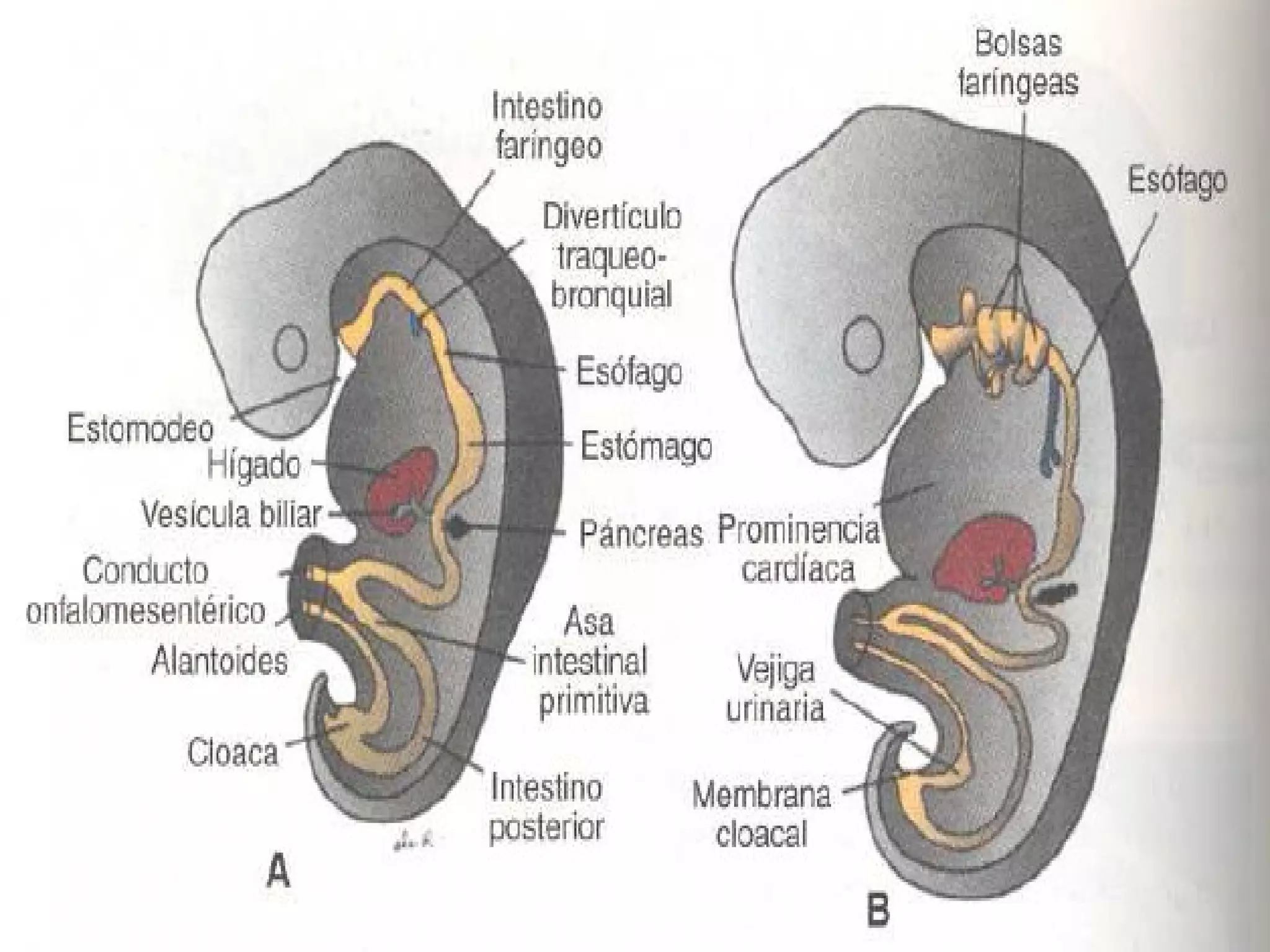 Desarrollo del intestino anterior, medio y posterior | PPT | Digestive ...