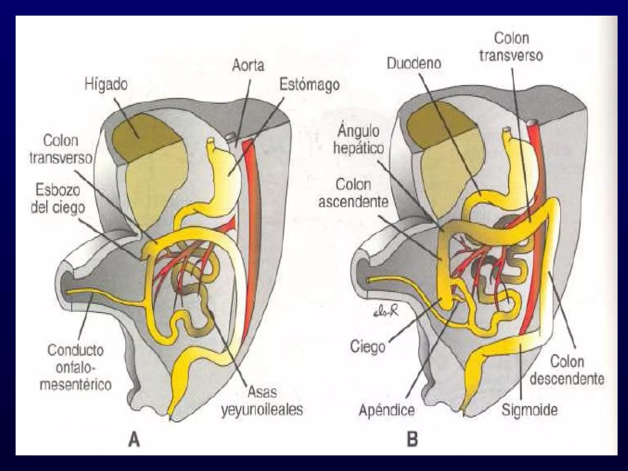 Desarrollo del intestino anterior, medio y posterior | PPT | Digestive ...