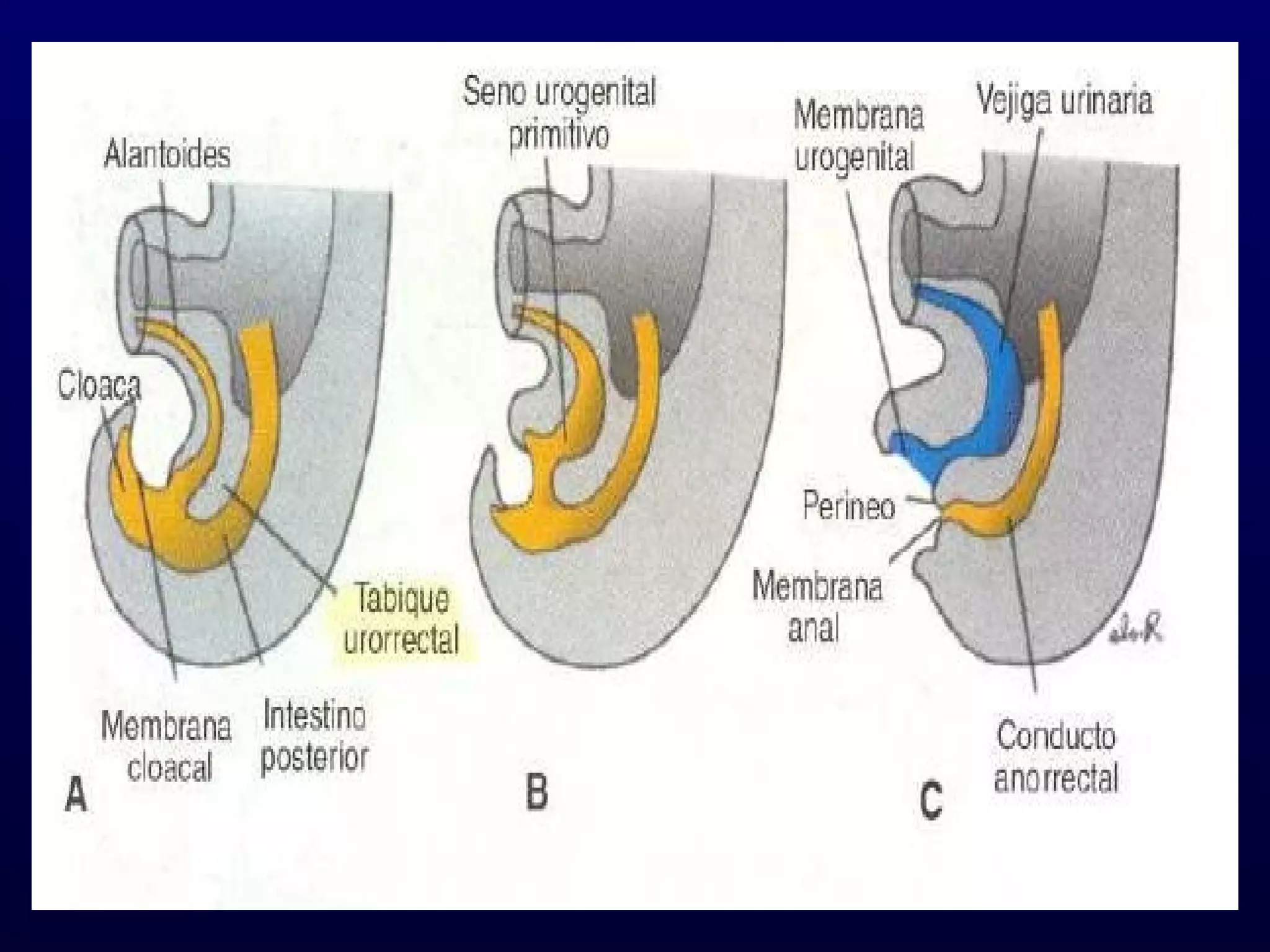 Desarrollo del intestino anterior, medio y posterior | PPT | Digestive ...