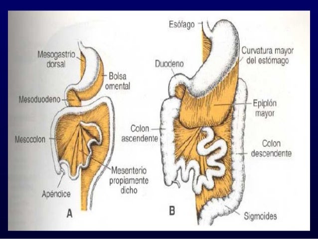 Desarrollo del intestino anterior, medio y posterior