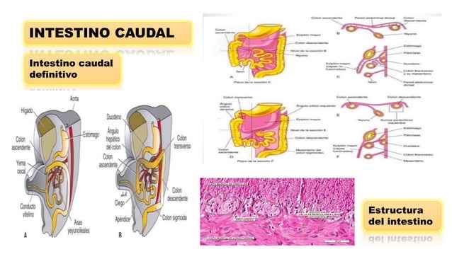 Desarrollo del intestino medio y posterior Vladimir E. Humerez S. | PPTX