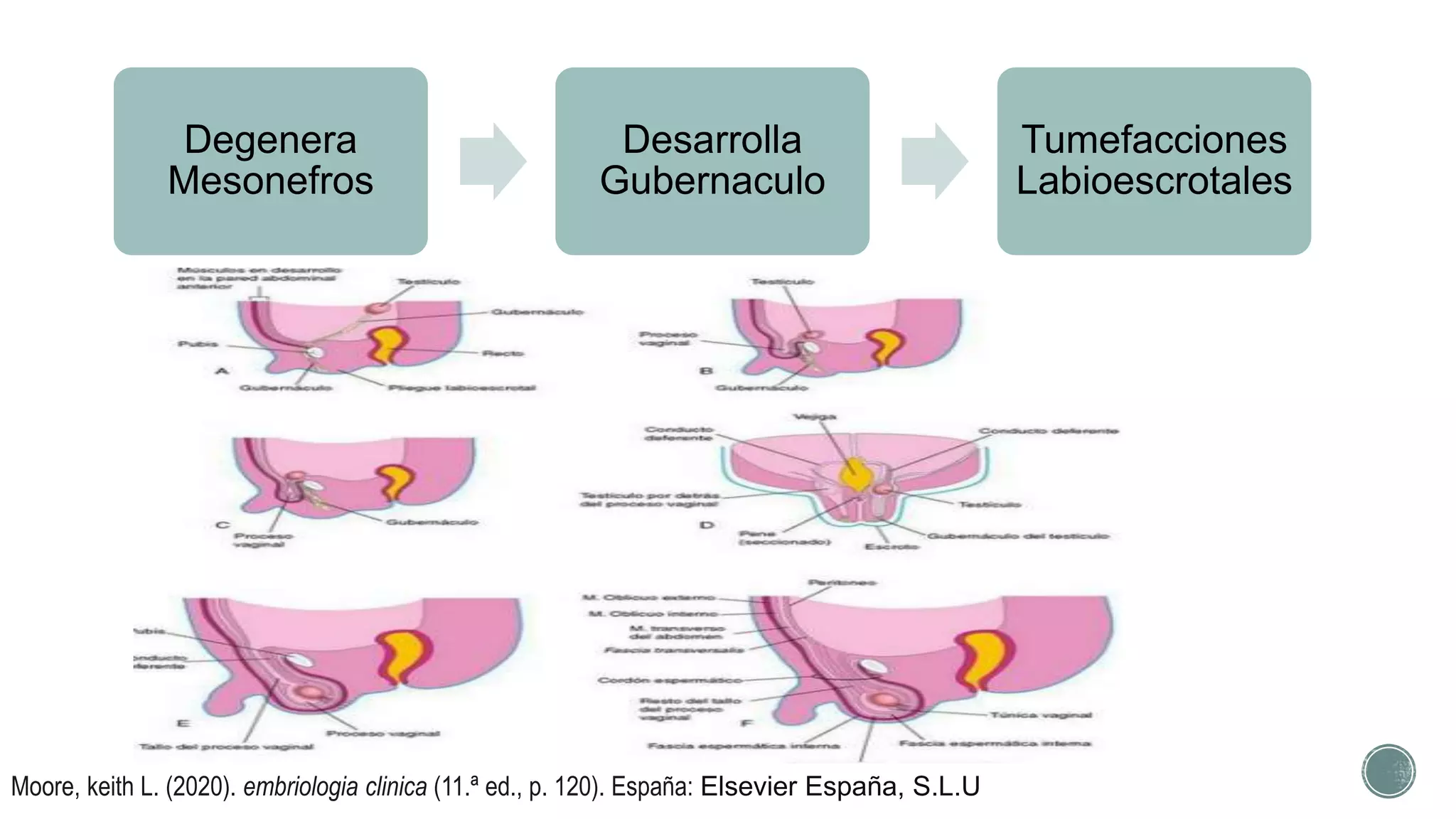Desarrollo de los conductos inguinales.pptx