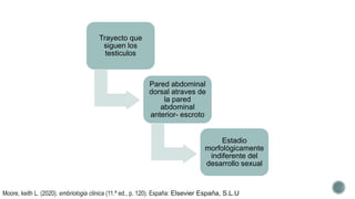 Desarrollo de los conductos inguinales.pptx