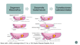 Desarrollo de los conductos inguinales.pptx