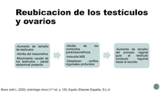 Desarrollo de los conductos inguinales.pptx