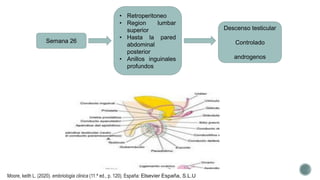 Desarrollo de los conductos inguinales.pptx