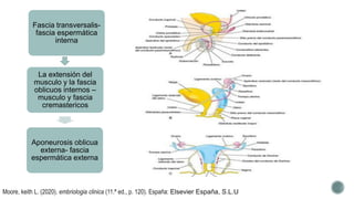Desarrollo de los conductos inguinales.pptx