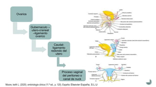 Desarrollo de los conductos inguinales.pptx