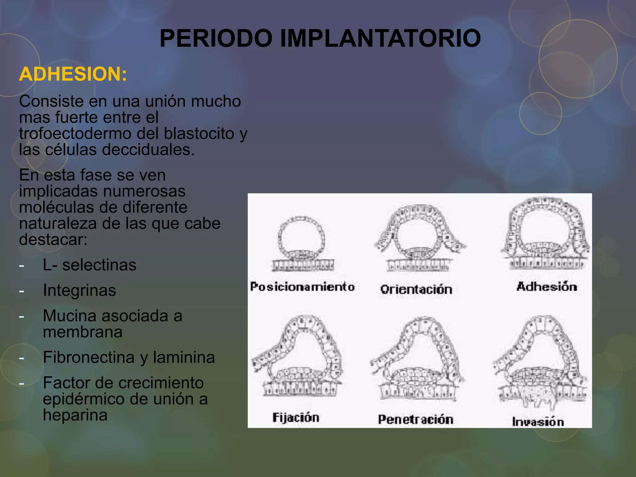 Desarrollo del saco corionico | PPTX