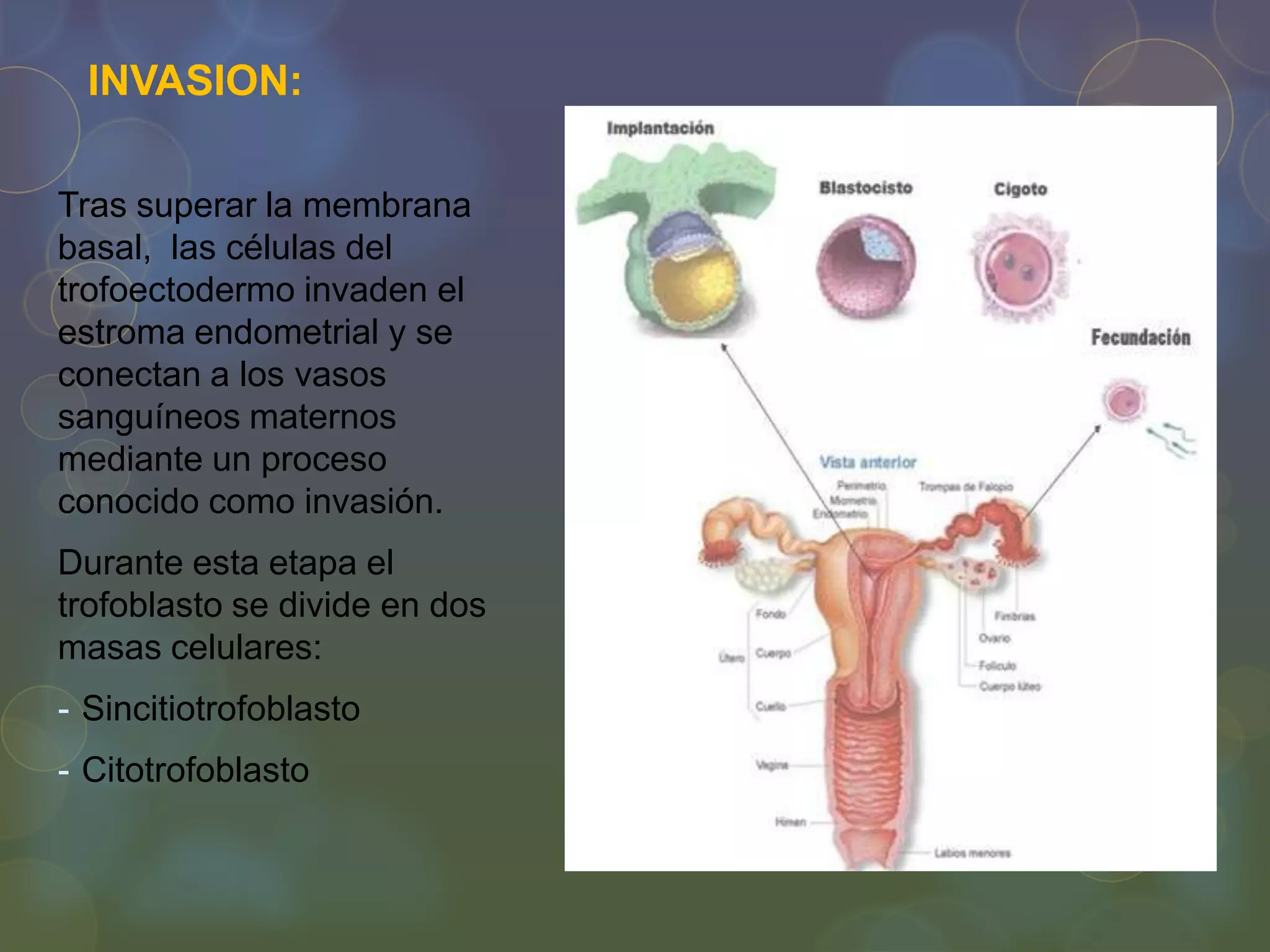 Desarrollo del saco corionico | PPTX