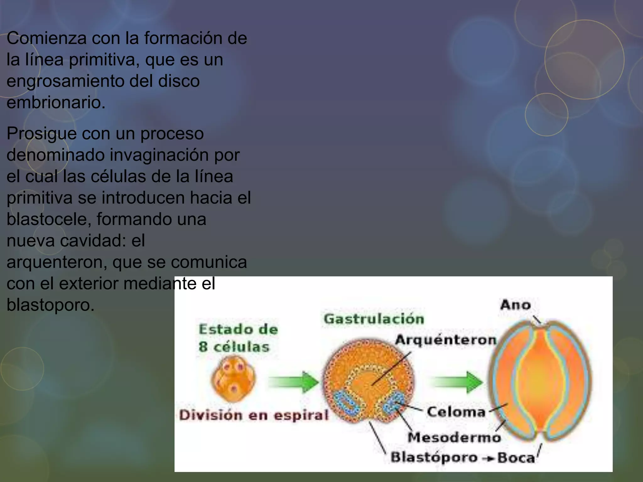 Desarrollo del saco corionico | PPTX