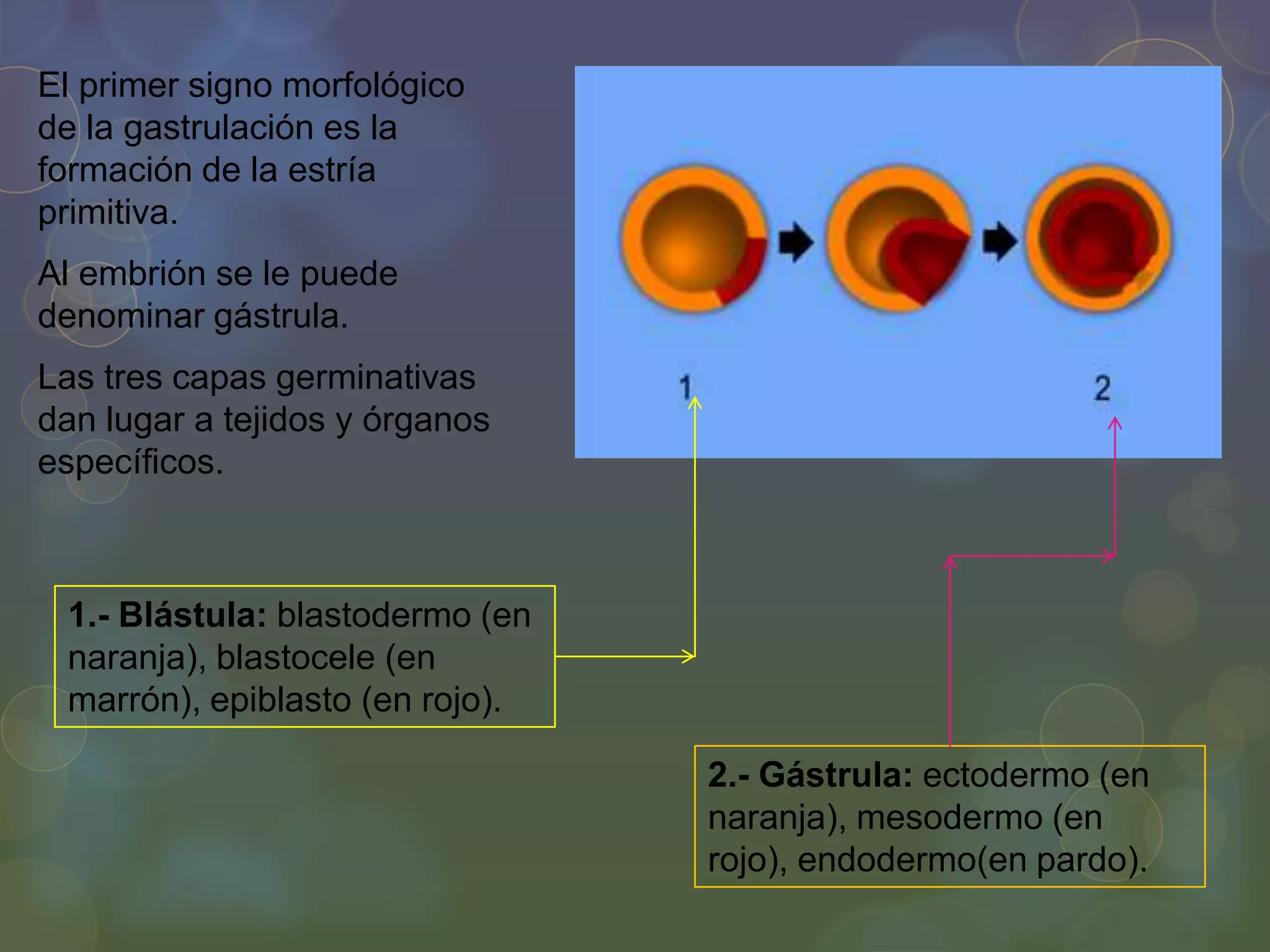 Desarrollo del saco corionico | PPTX