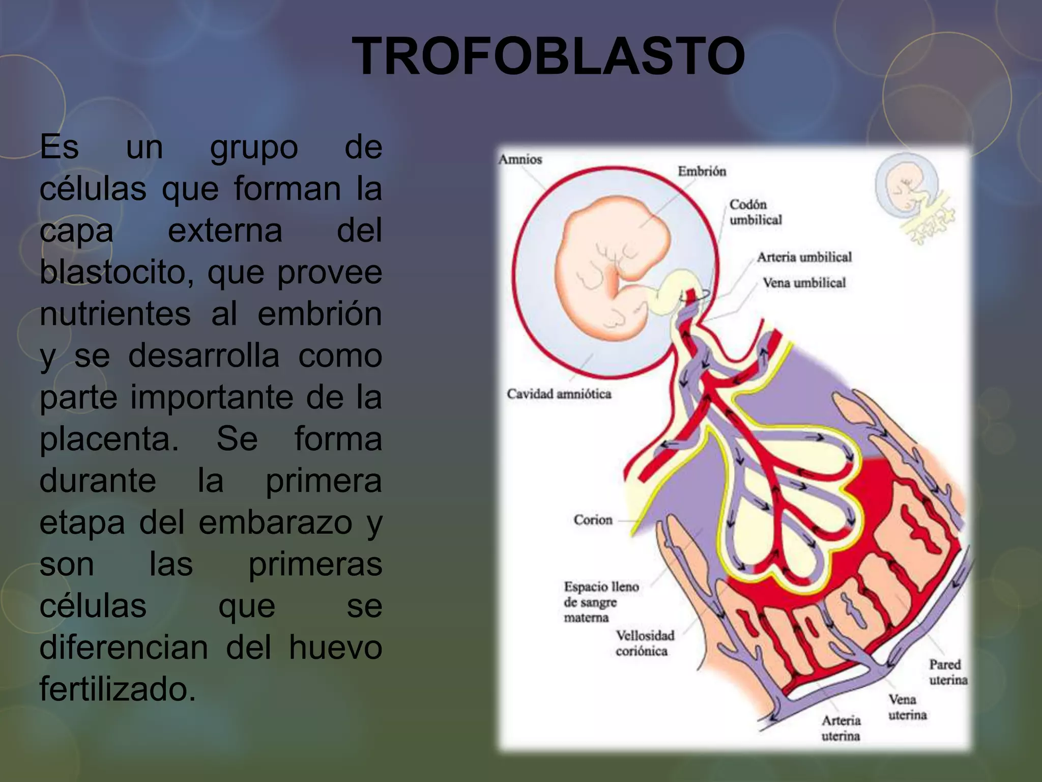 Desarrollo del saco corionico | PPTX