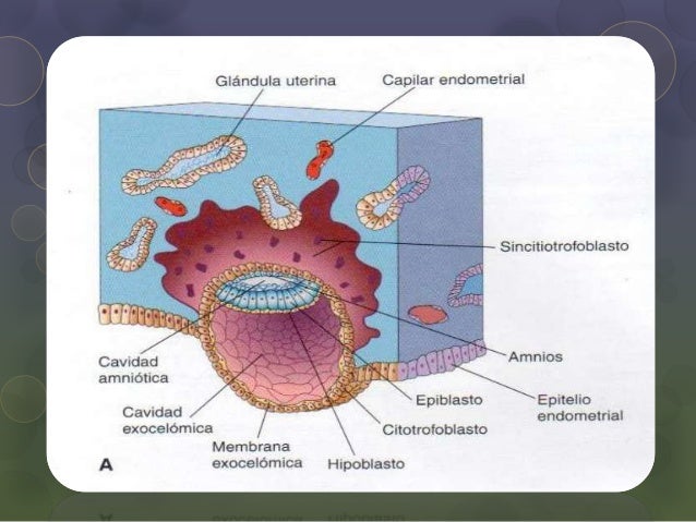 Desarrollo del saco corionico