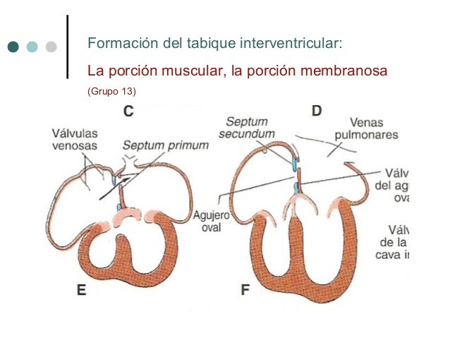 Desarrollo del sistema Cardiovascular