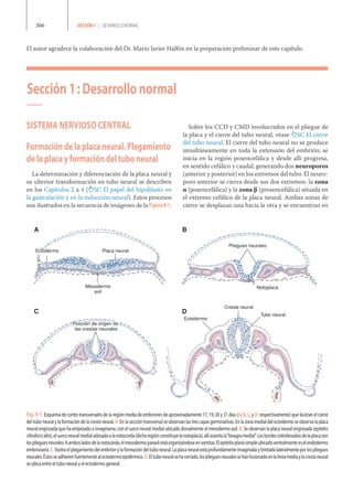 Desarrollo del sistema nervioso | PDF