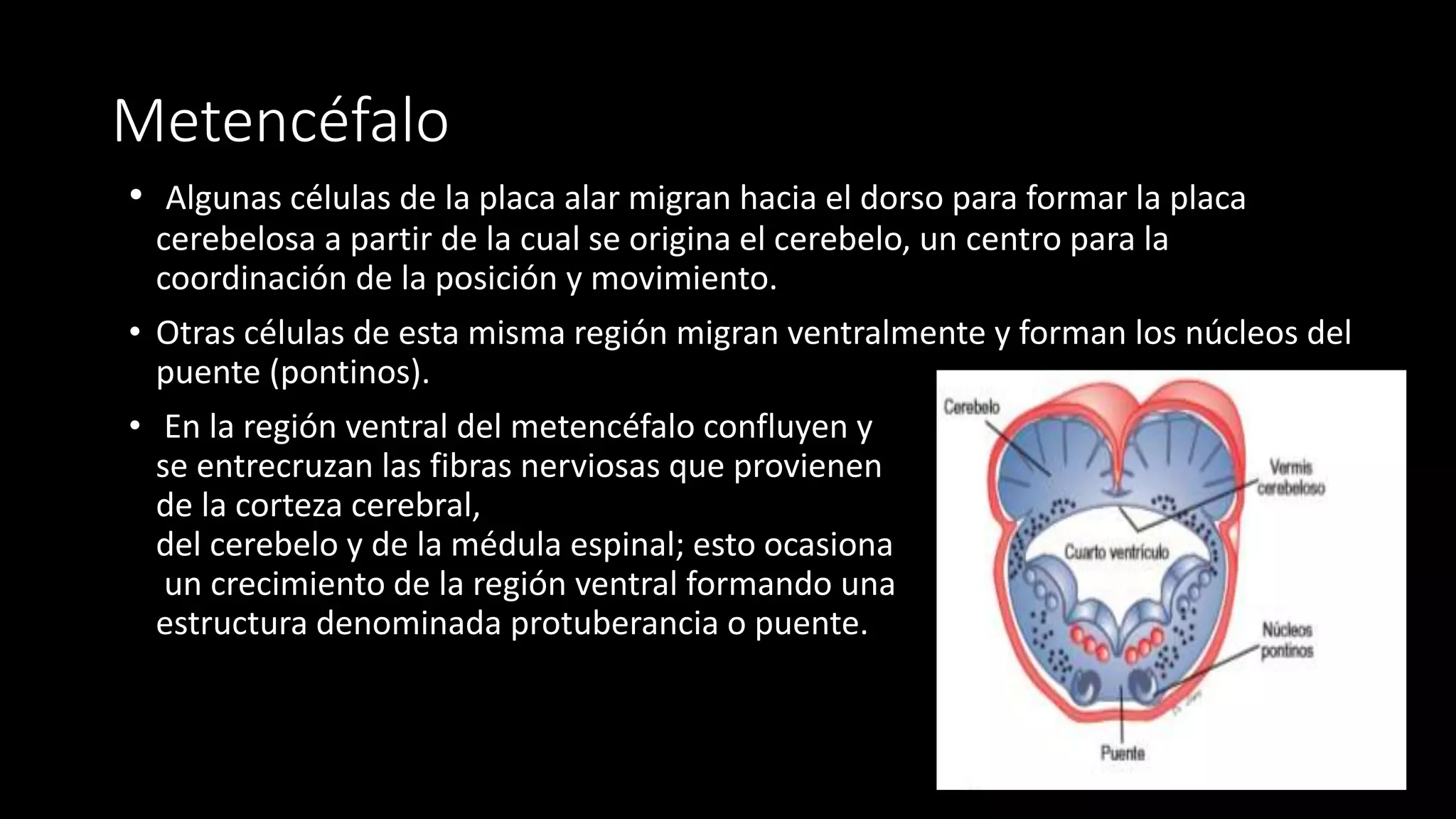 Desarrollo del sistema nervioso | PPTX