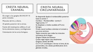 DESARROLLO DEL SISTEMA NERVIOSO EMRIOLOGIA.pptx