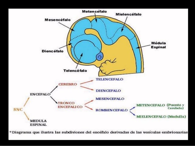 Desarrollo del sistema nervioso embrionario diapositiva
