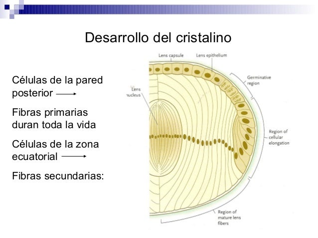 Desarrollo del ojo y del oído