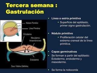 Desarrollo embrio fetal | PPTX