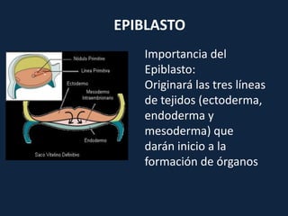 Desarrollo embrio fetal | PPTX