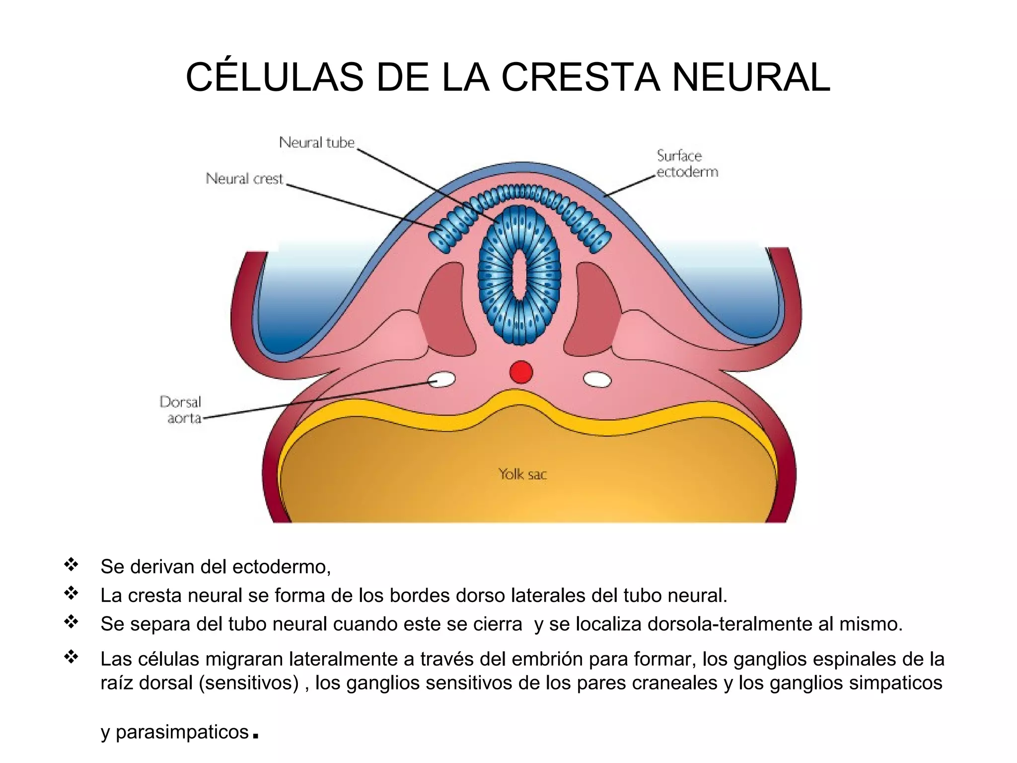 Desarrollo embriologico de la cresta neural | PPT | Brain and Nervous ...