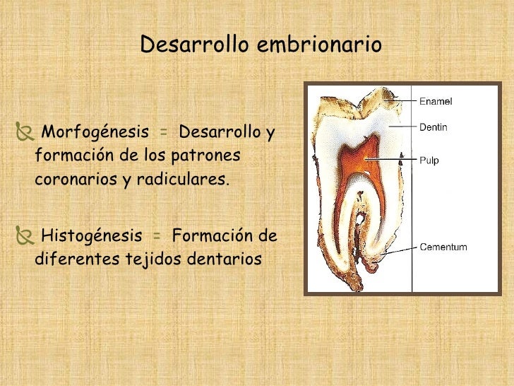 Desarrollo embriologico del complejo dentino pulpar