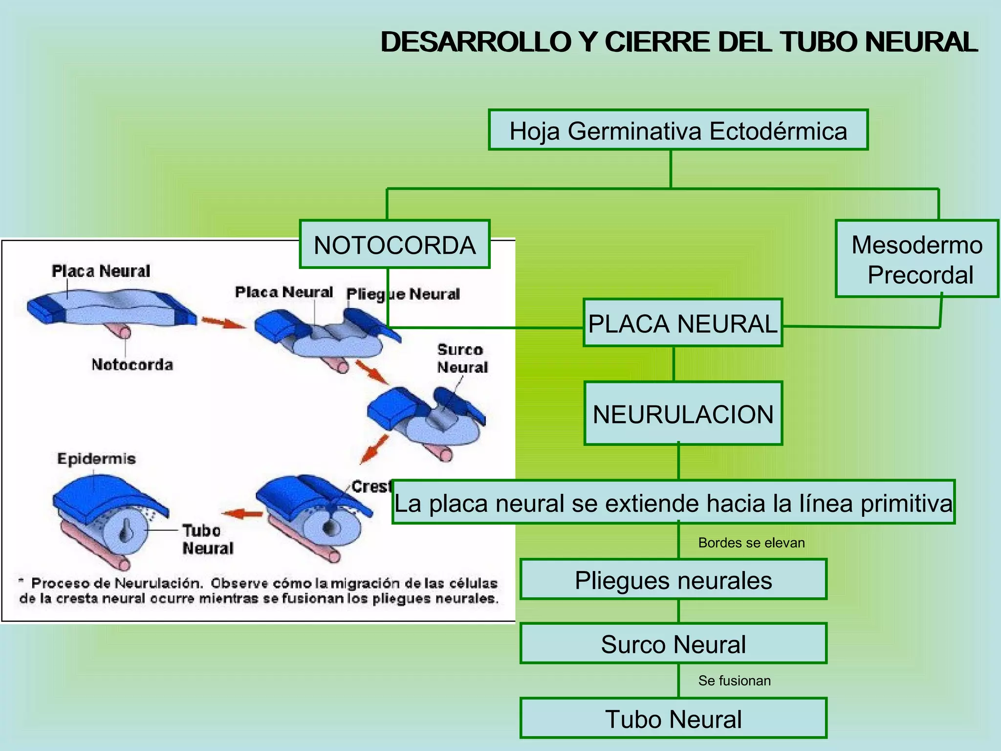 Desarrollo embriologico del sistema nervioso. | PPT