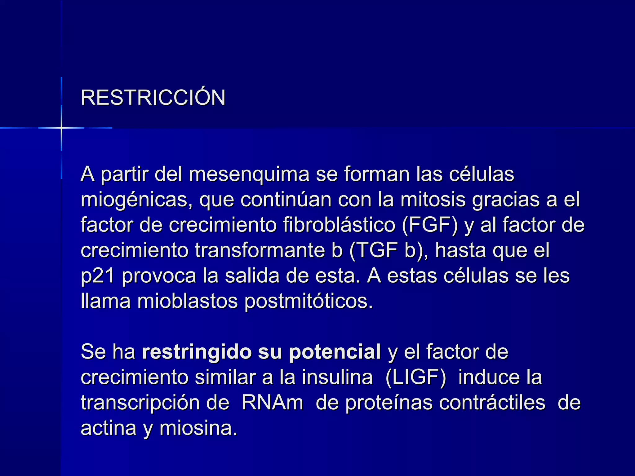 Desarrollo embriologico de sistema musculo esquelético, patron de ...