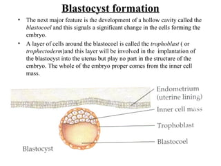 Desarrollo embrionario | PPT