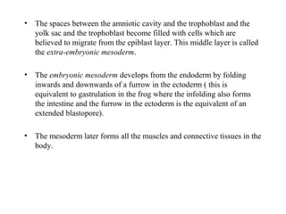 Desarrollo embrionario | PPT